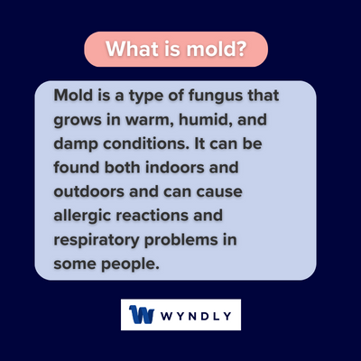 Mold Definition: What Is Mold? (2024) & Wyndly