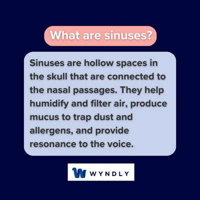 Sinuses Definition: What Are Sinuses? (2024) & Wyndly