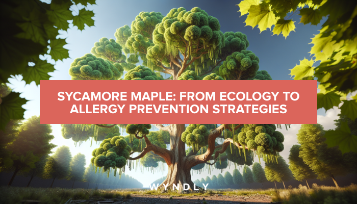 Sycamore Maple: Ecology and Allergy Prevention Strategies 2025 & Wyndly