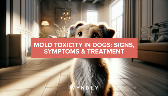Mold Toxicity in Dogs: Signs and Treatment (2026) & Wyndly