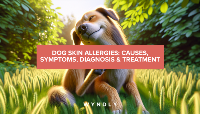 Dog Skin Allergies: Causes, Symptoms, and Treatment Guide 2025 & Wyndly