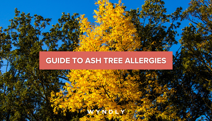 Ash Tree Allergy Cause, Symptoms, Treatment 2025 & Wyndly
