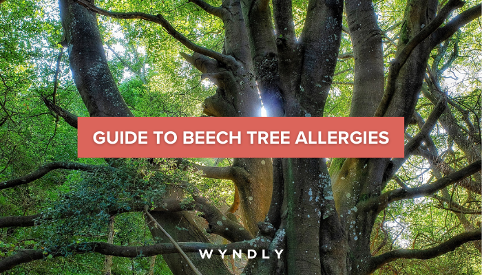 Tree Pollen Allergy