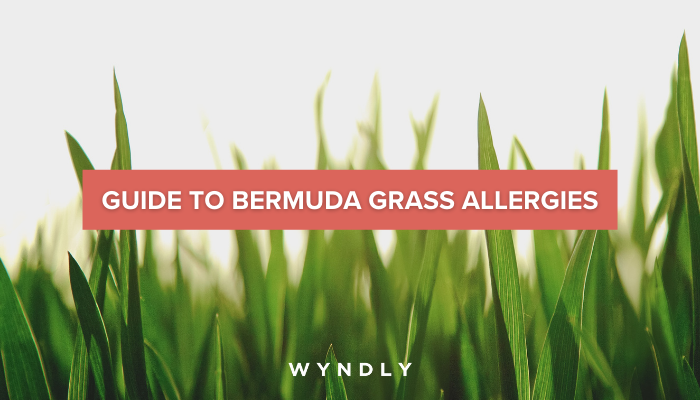 Bermuda Grass Allergy Cause, Symptoms, Treatment 2026 & Wyndly