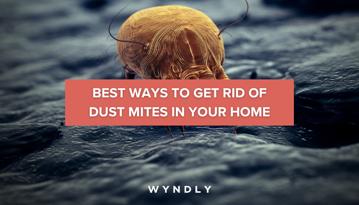 How to Get Rid of Dust Mites: What You Need to Know (2024) & Wyndly