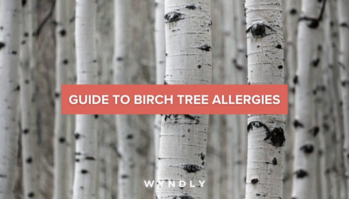 Birch Allergy Cause, Symptoms, Treatment 2025 & Wyndly