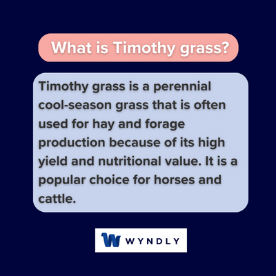 Timothy Grass Definition: What Is Timothy Grass? (2024) & Wyndly