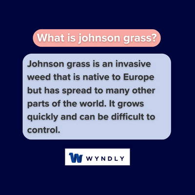 Johnson Grass Definition: What Is Johnson Grass? (2024) & Wyndly