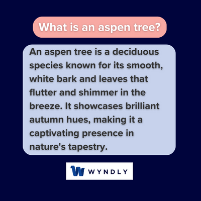 Aspen Tree Definition: What Is An Aspen Tree? (2024) & Wyndly