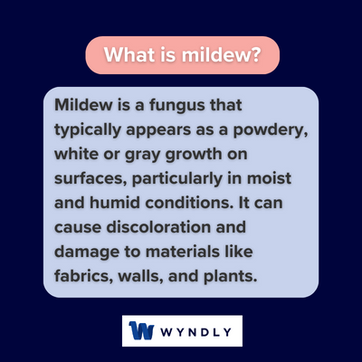 Mildew Definition: What Is Mildew? (2024) & Wyndly