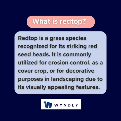 Redtop Definition: What Is Redtop? (2024) & Wyndly