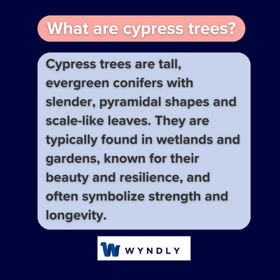 Cypress Trees Definition: What Are Cypress Trees? (2024) & Wyndly