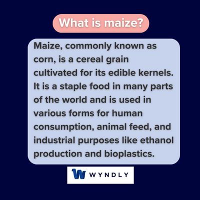 Maize Definition: What Is Maize? (2024) & Wyndly