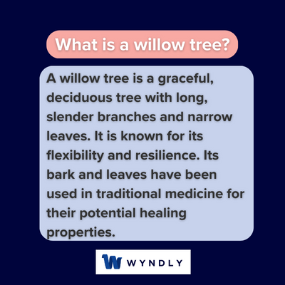 Willow Tree Definition: What Is A Willow Tree? (2024) & Wyndly