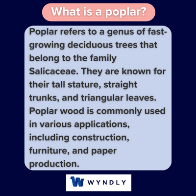 Poplar Definition: What Is A Poplar? (2024) & Wyndly