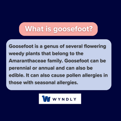 Goosefoot Definition: What Is Goosefoot? (2024) & Wyndly