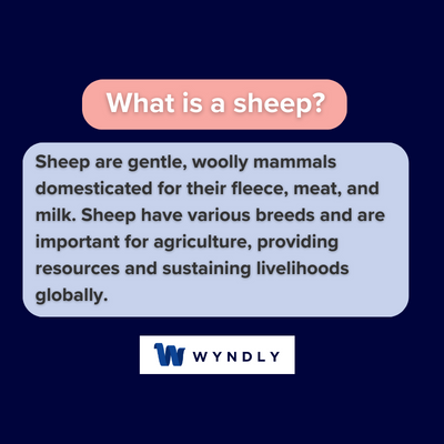 Sheep Definition: What Is A Sheep? (2024) & Wyndly