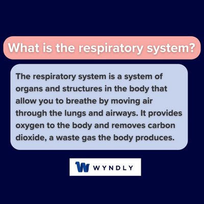 Respiratory System Definition: What Is The Respiratory System? (2024 ...