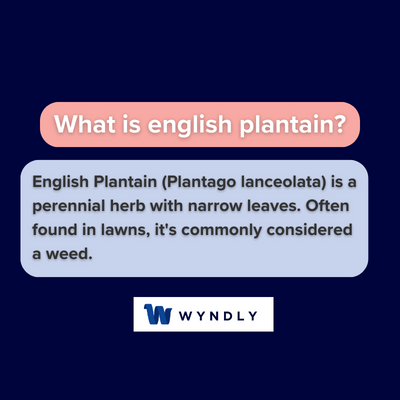 English Plantain Definition: What Is English Plantain? (2024) & Wyndly