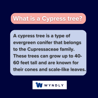 Cypress Tree Definition: What Is A Cypress Tree? (2024) & Wyndly