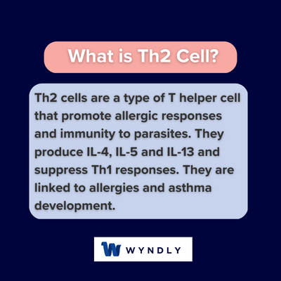 Th2 Cell Definition: What is Th2 Cell? (2024) & Wyndly