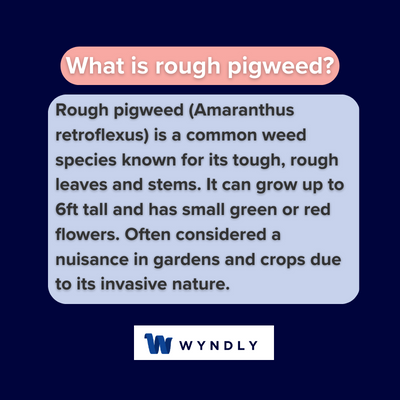 Rough Pigweed Definition: What Is Rough Pigweed? (2024) & Wyndly