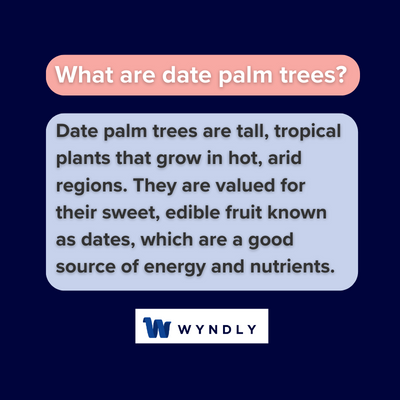 What Are Date Palm Trees? Defining Date Palm Trees & Wyndly