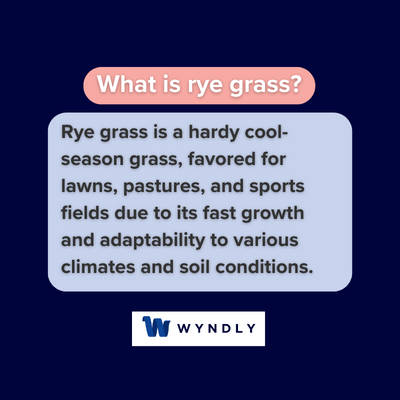 Rye Grass Definition: What Is Rye Grass? (2024) & Wyndly