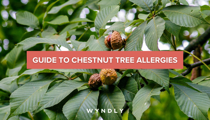Chestnut Tree Allergy Cause, Symptoms, Treatment 2025 & Wyndly