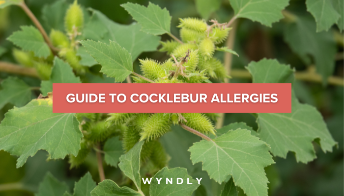 Cocklebur Allergy Cause, Symptoms, Treatment 2025 & Wyndly