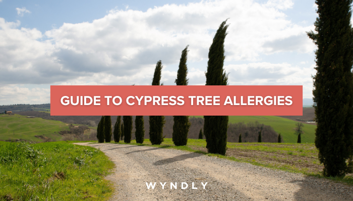 Cypress Tree Allergy Cause, Symptoms, Treatment 2025 & Wyndly