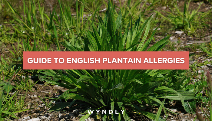 English Plantain Allergy Cause, Symptoms, Treatment (2024) & Wyndly