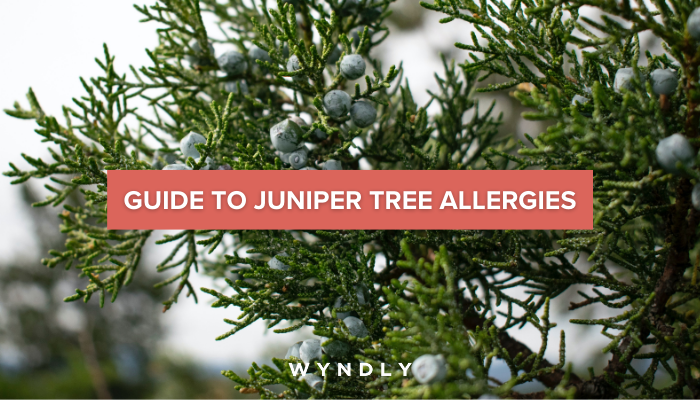 Juniper Tree Allergy Cause, Symptoms, Treatment 2025 & Wyndly