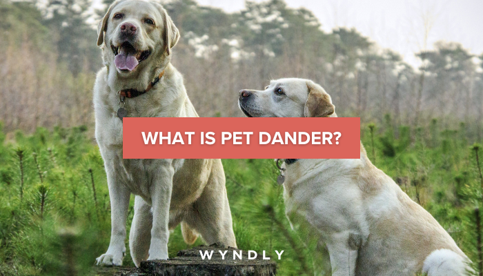 What Is Pet Dander? (And the Best Ways to Get Rid of It) 2025 & Wyndly