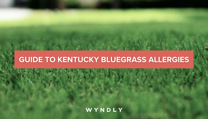 Kentucky Bluegrass Allergy Cause, Symptoms, Treatment 2025 & Wyndly