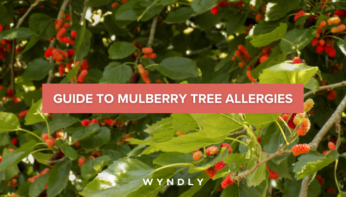 Mulberry Tree Allergy Cause, Symptoms, Treatment 2025 & Wyndly
