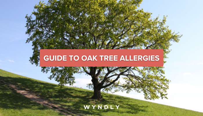 Oak Allergy Cause, Symptoms, Treatment 2025 & Wyndly