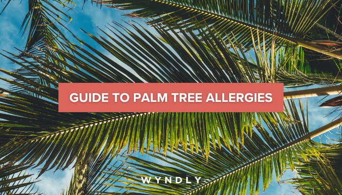 Palm Tree Allergy Cause, Symptoms, Treatment 2025 & Wyndly