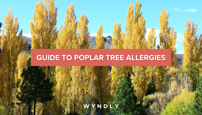 Poplar Tree Allergy Cause, Symptoms, Treatment 2025 & Wyndly