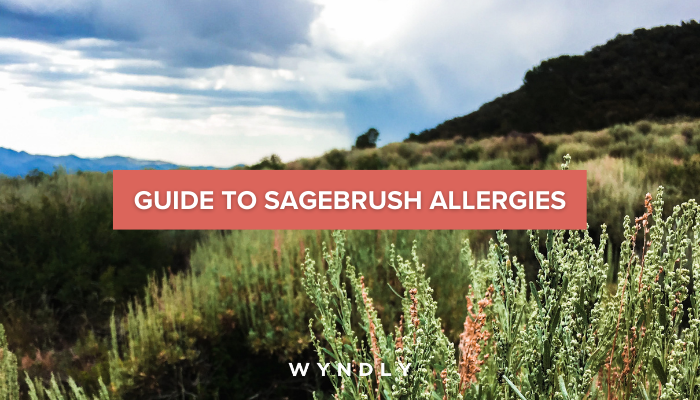 Sagebrush Allergy Cause, Symptoms, Treatment 2025 & Wyndly