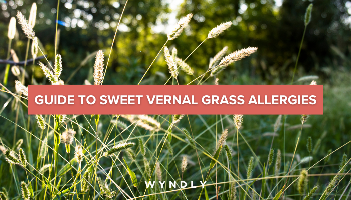 Timothy Grass Allergy