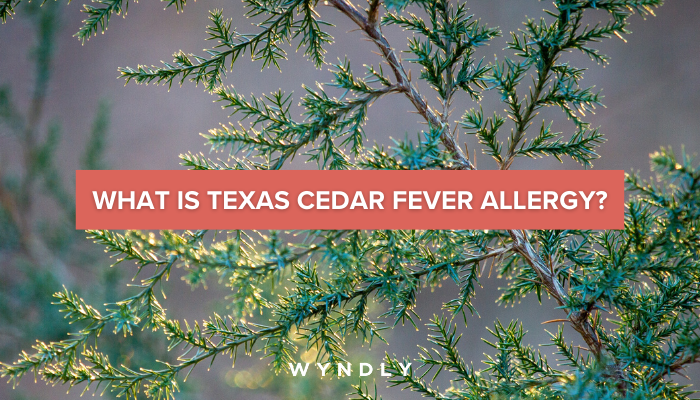 Cedar Fever Explained: Symptoms, Treatment, & Cure 2025 & Wyndly