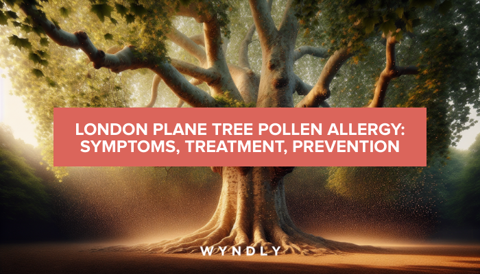 London Plane Tree Pollen Allergy: Symptoms and Solutions 2025 & Wyndly